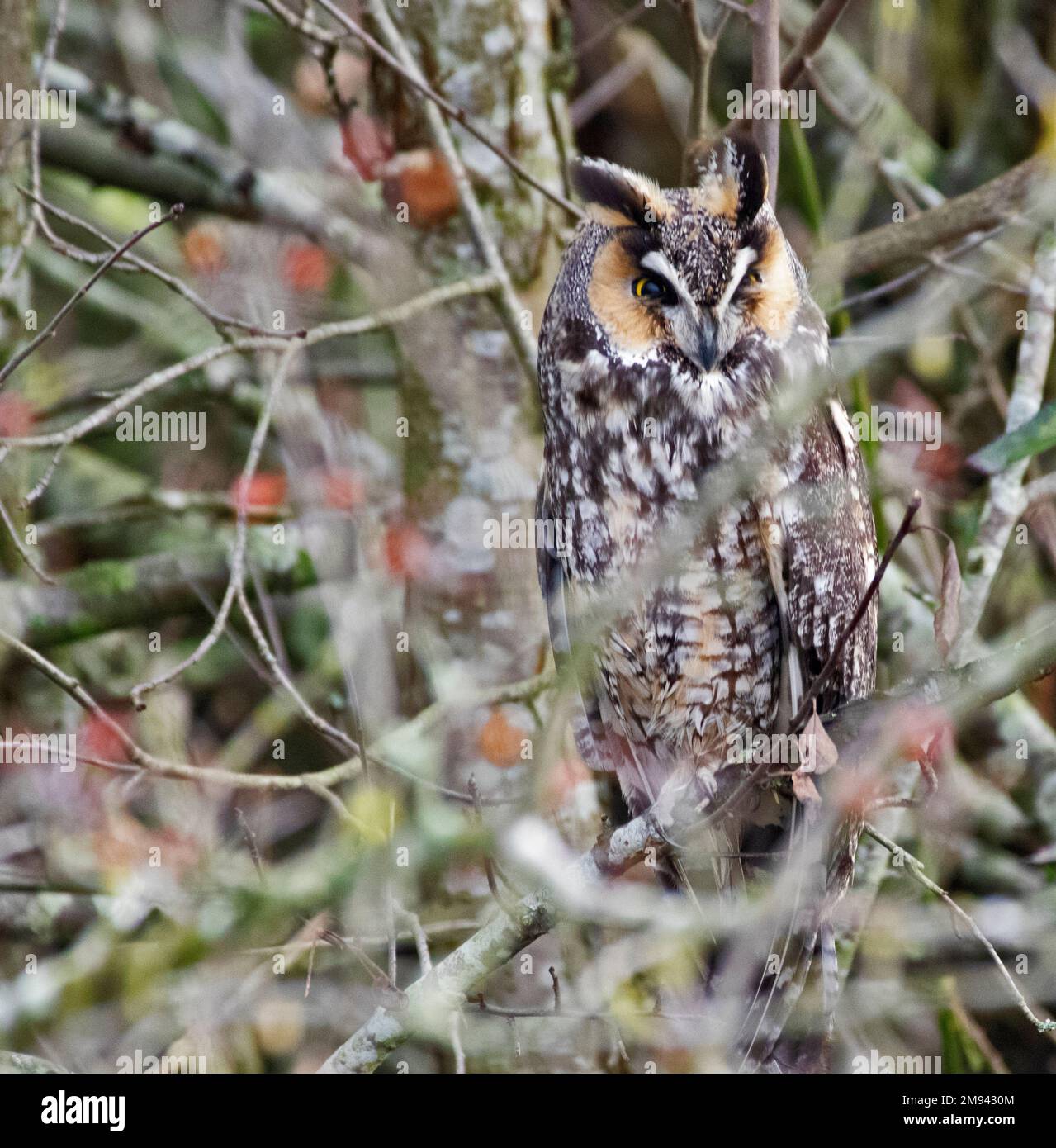Owl folklore hi-res stock photography and images - Alamy