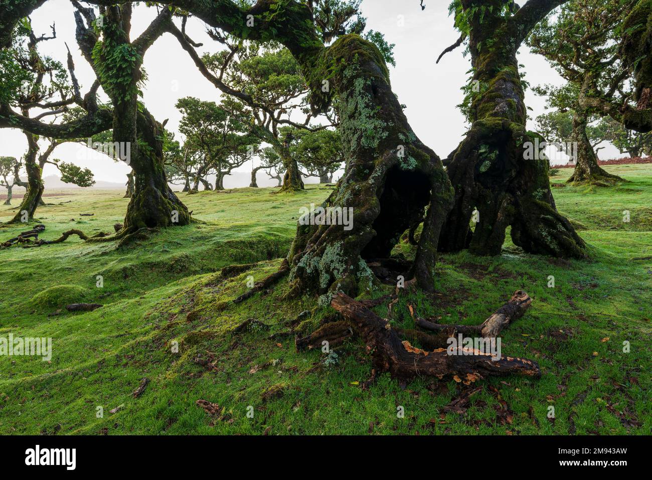 Otherworldly stinkwood laurel trees (Ocotea foetens) at the fairy ...