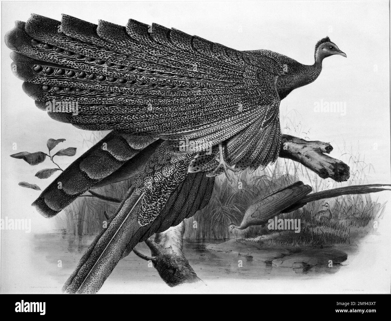 Argusianus Grayii Daniel Giraud Elliott (American, 1835-1915 ...