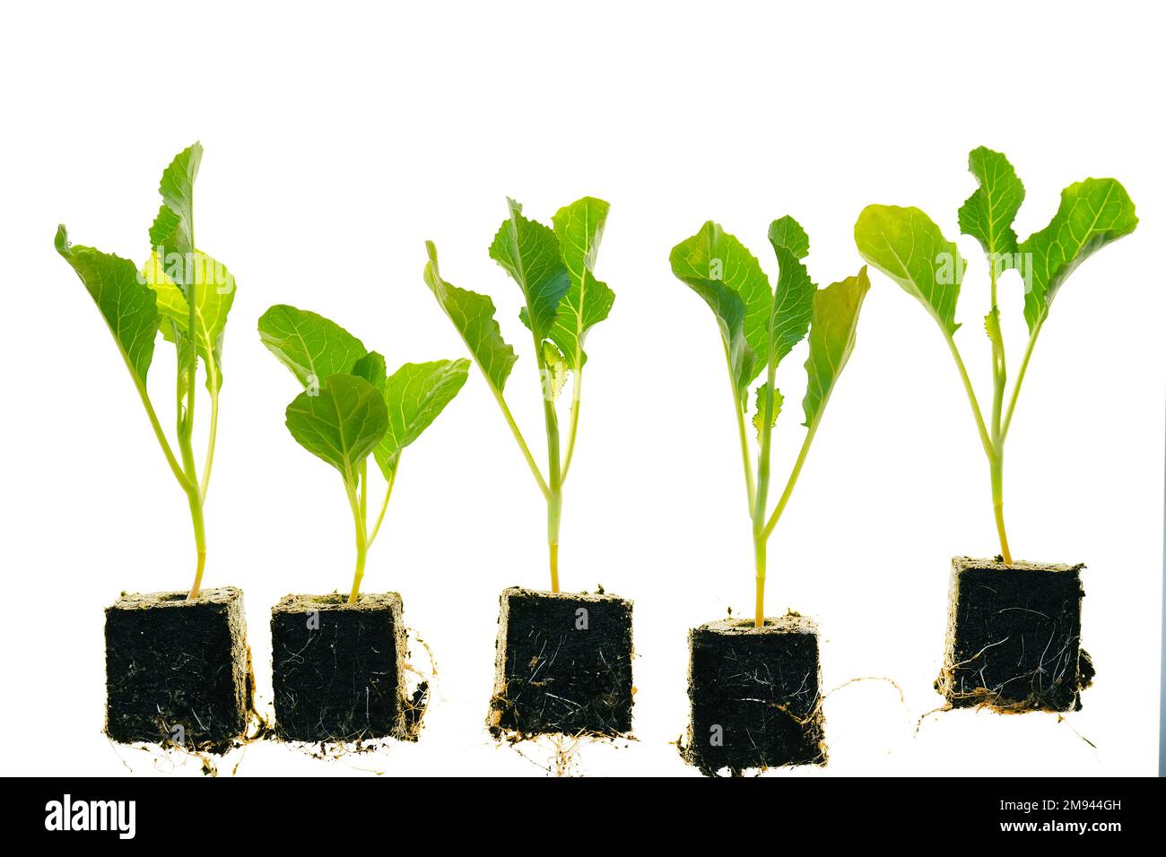 Kohlrabi seedlings with root system set isolated on white background ...