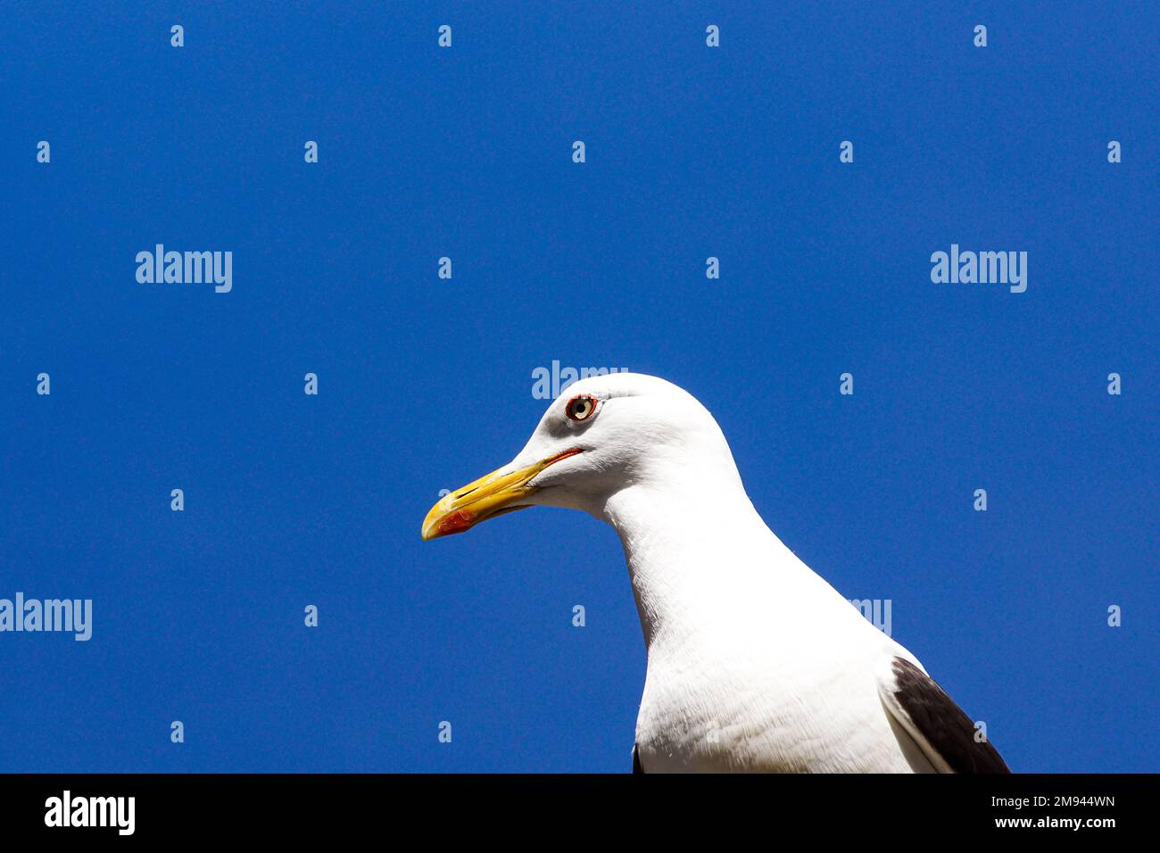 Low angle view of of seagull against blue sky Stock Photo - Alamy