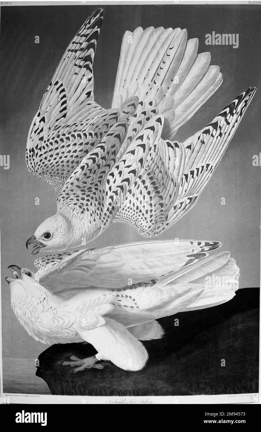 Iceland or Jer Falcon John James Audubon (American, born Haiti, 1785 ...