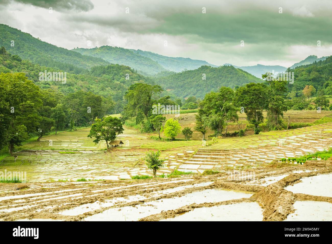 beautiful paddy field in golumale, walapane, sri lanka Stock Photo - Alamy