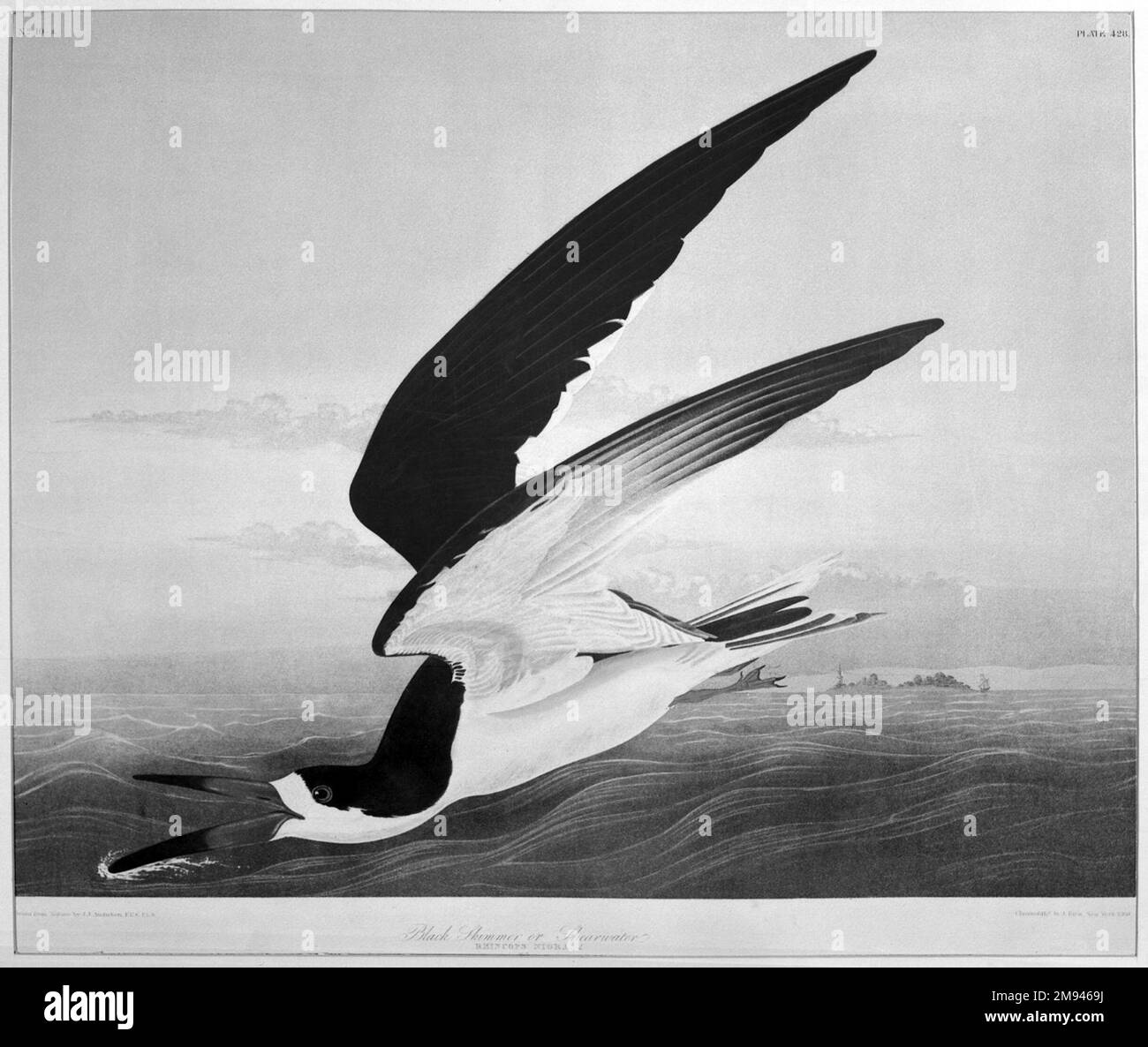 Black Skimmer or Shearwater John James Audubon (American, born Haiti ...