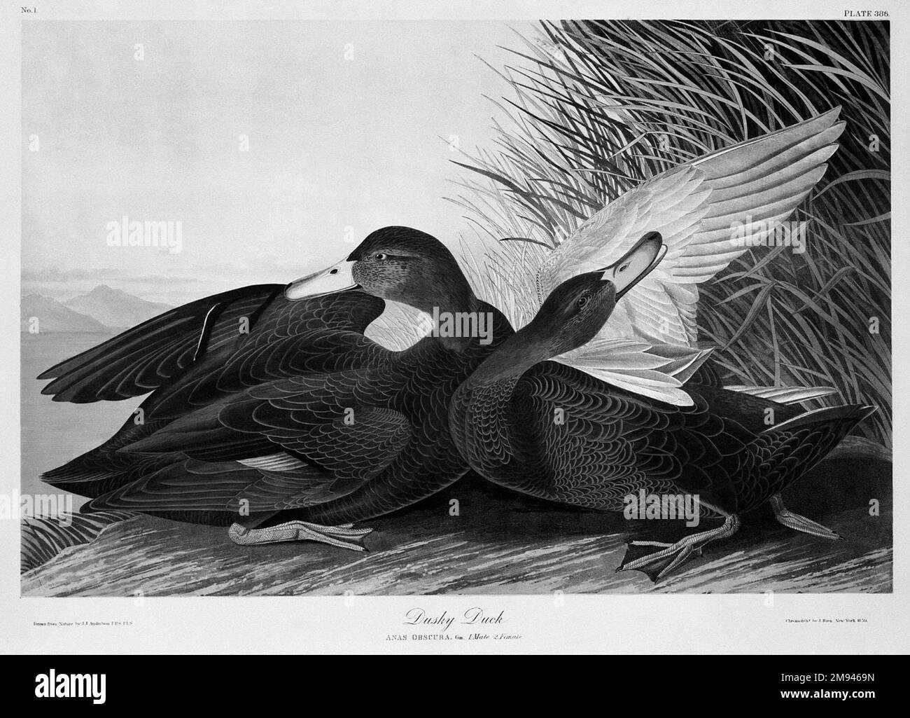 Dusky duck Black and White Stock Photos & Images - Alamy