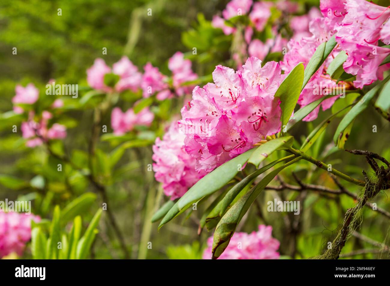 Spectacular floral display of the pink, white, and magenta Pacific ...