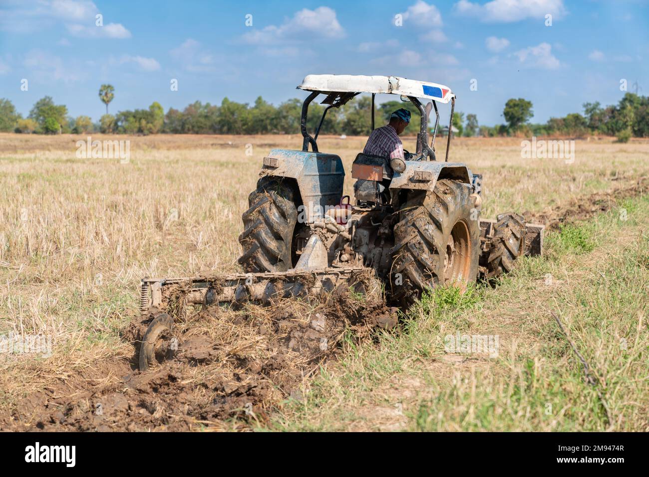 A farmer drives tractor a plow to till the rice field to prepare for ...