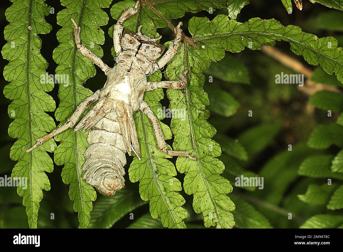 Caroves giant dragonfly nymph (Uropetala carovei Stock Photo - Alamy