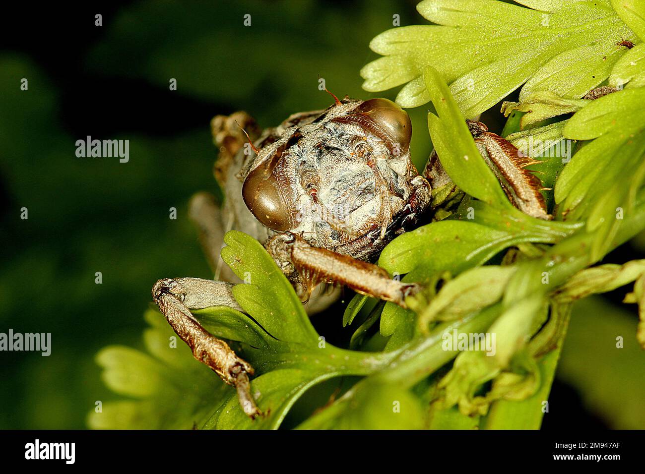 Caroves giant dragonfly nymph (Uropetala carovei Stock Photo - Alamy