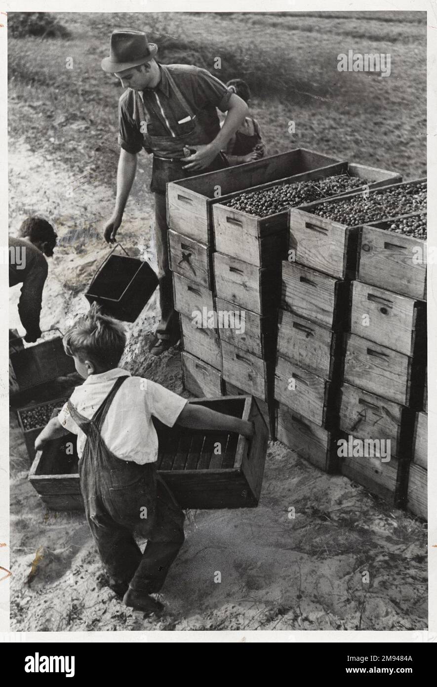 Child Labor, Cranberry Bog Arthur Rothstein (American, 1915-1985 ...