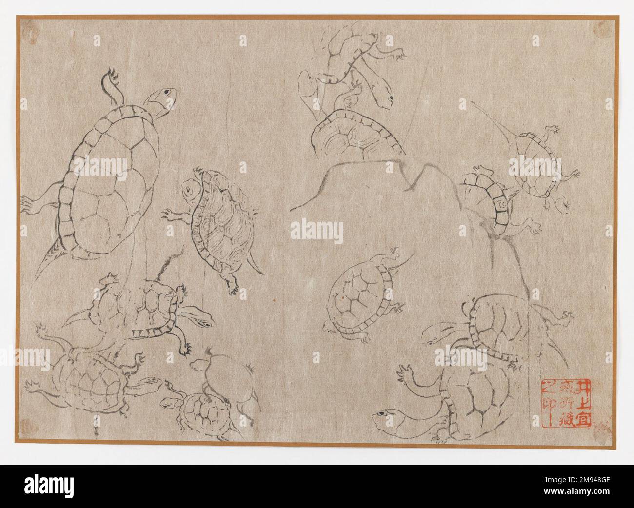 Turtle Studies Unknown (Shinjo School).. Woodblock color print, 10 5/8 ...