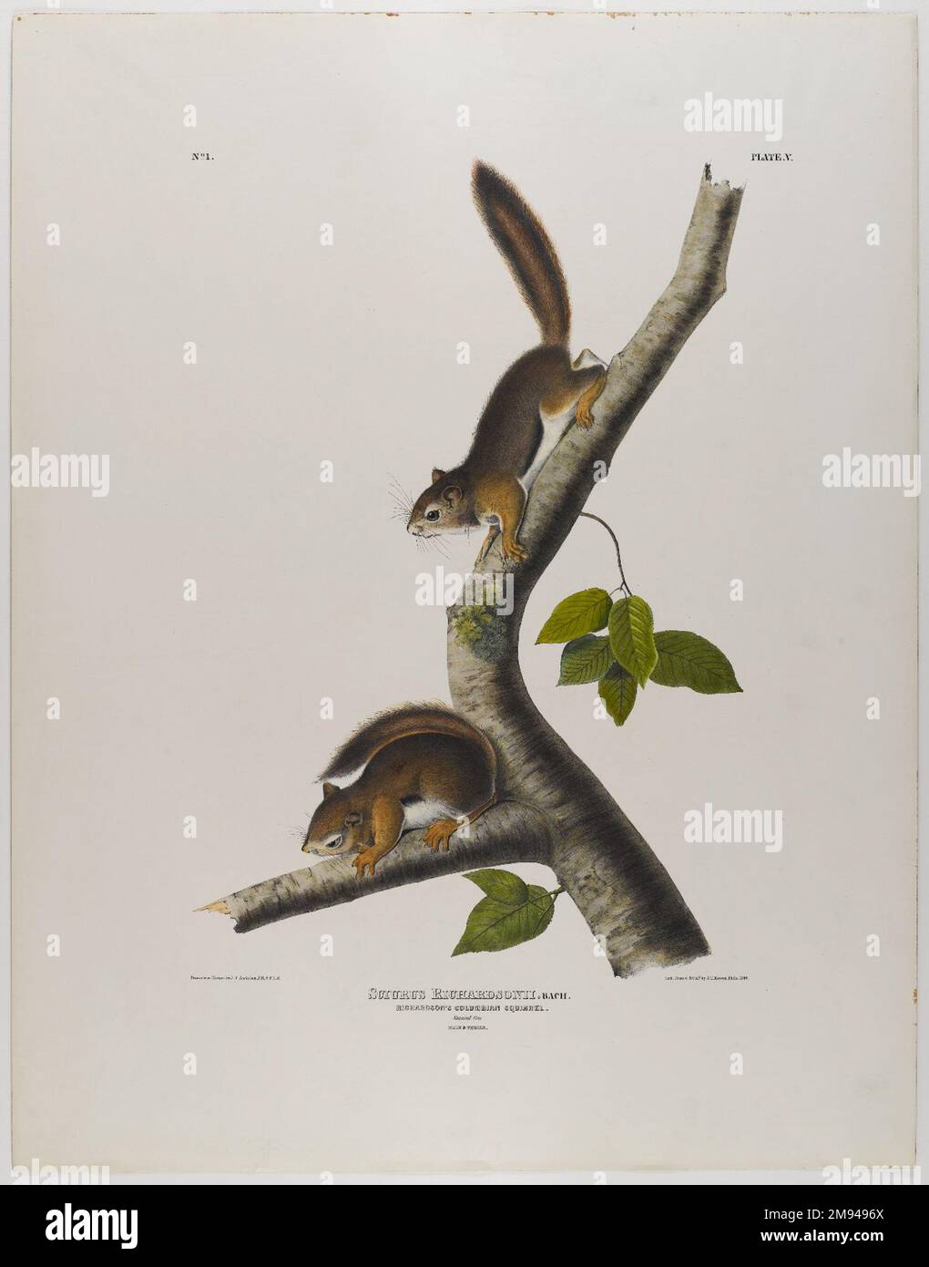 Columbian Squirrel John James Audubon (American, born Haiti, 1785-1851 ...