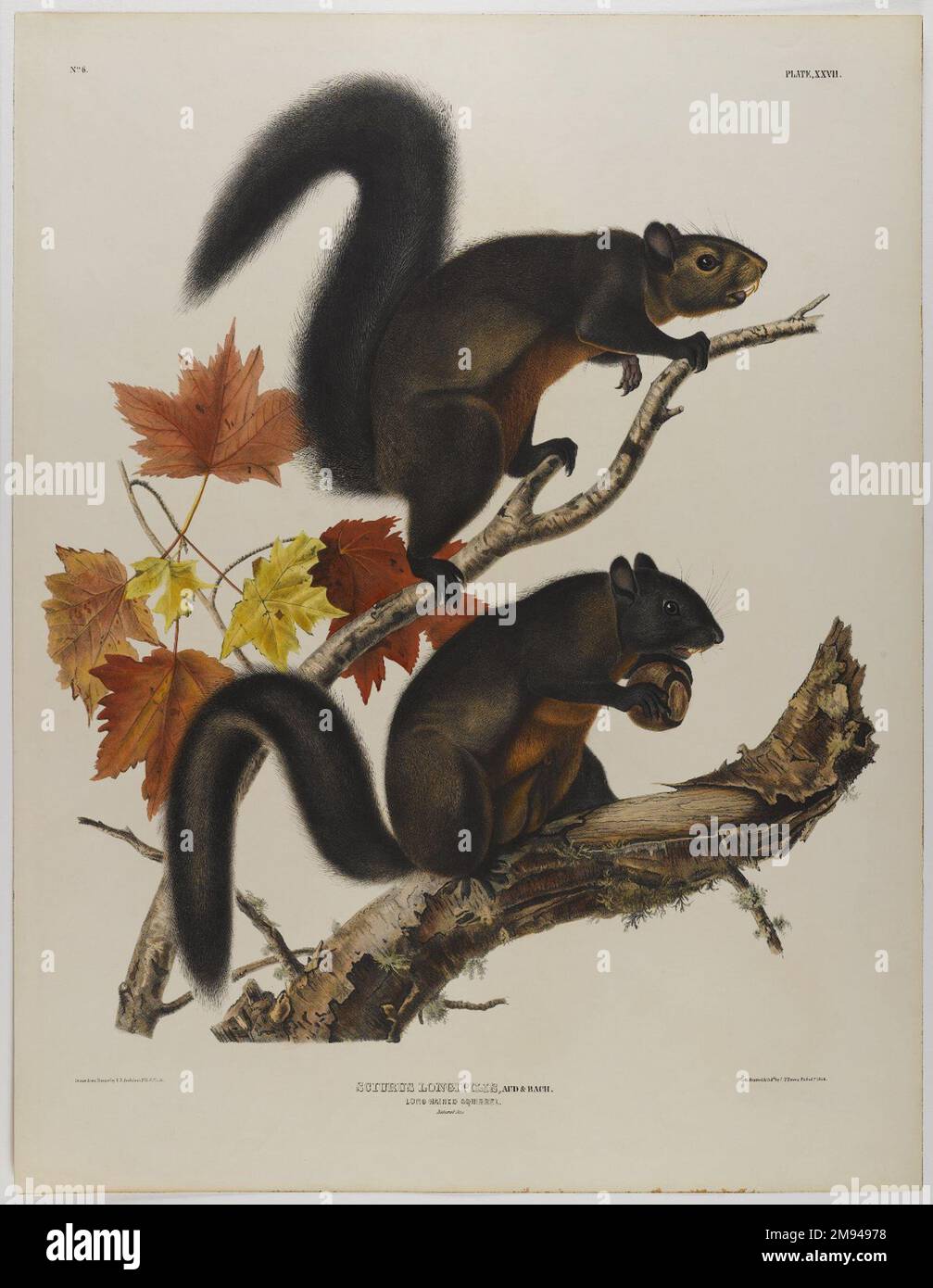 Long Haired Squirrel John James Audubon (American, born Haiti, 1785 ...