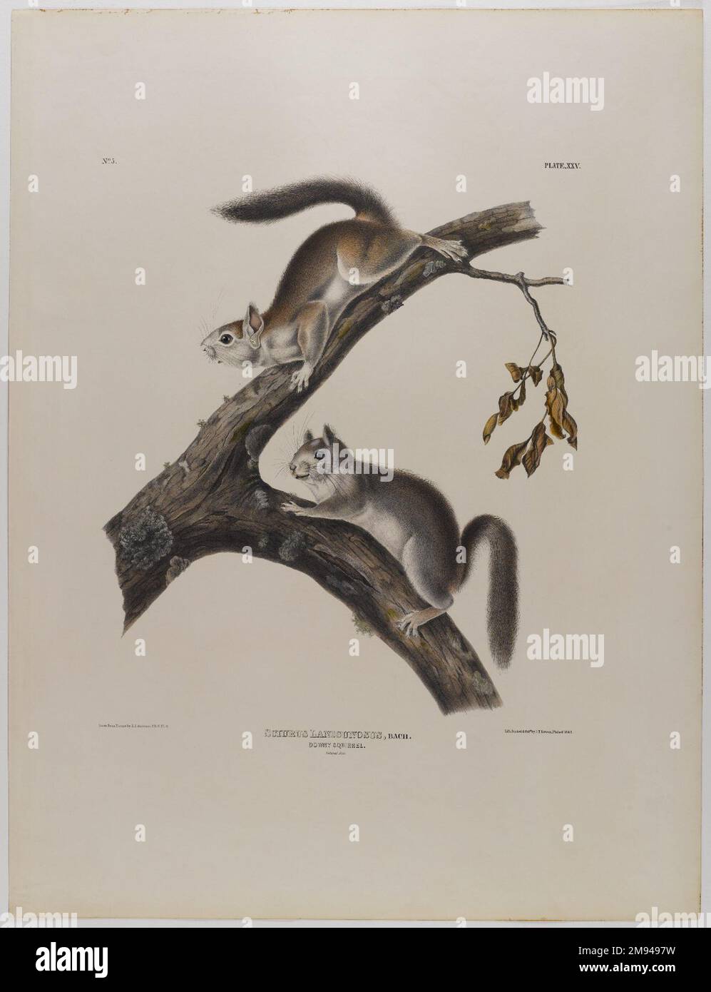 Downy Squirrel John James Audubon (American, born Haiti, 1785-1851 ...