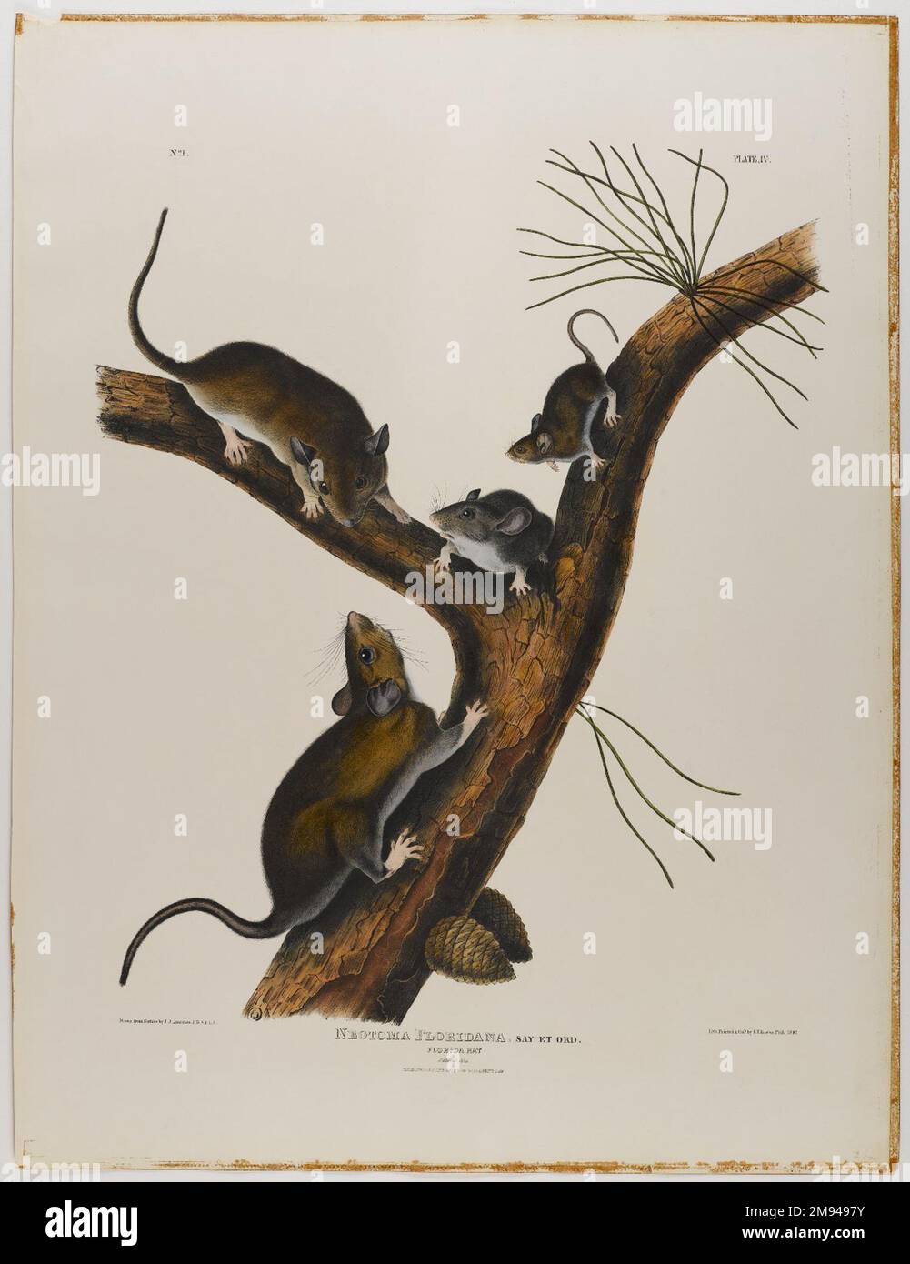 Florida Rat John James Audubon (American, born Haiti, 1785-1851 ...