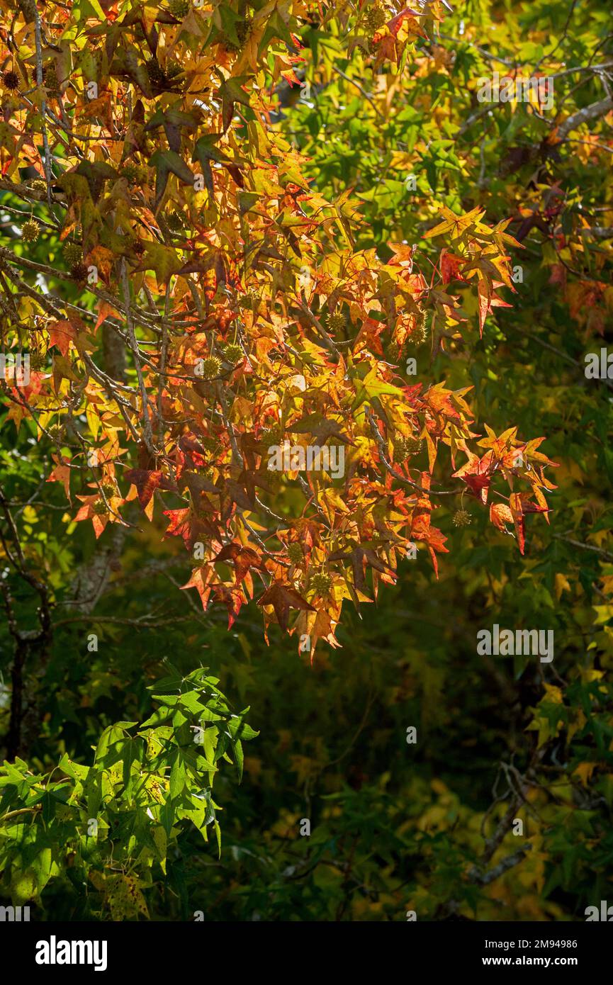 Fall foliage and fruit of the American Sweetgum (Liquidambar ...