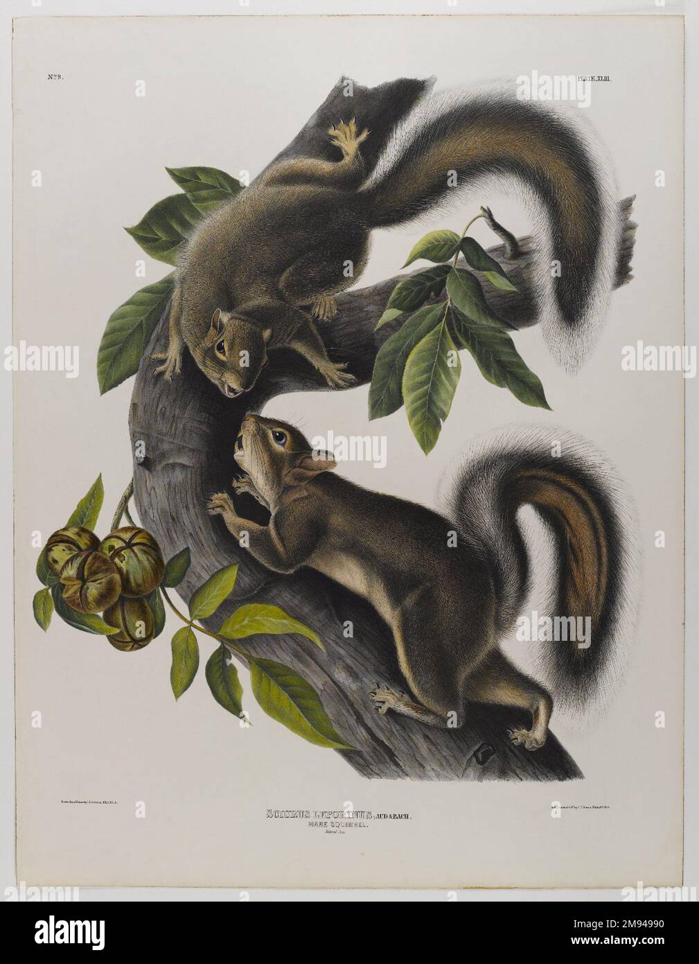 Hare Squirrel John James Audubon (American, born Haiti, 1785-1851 ...