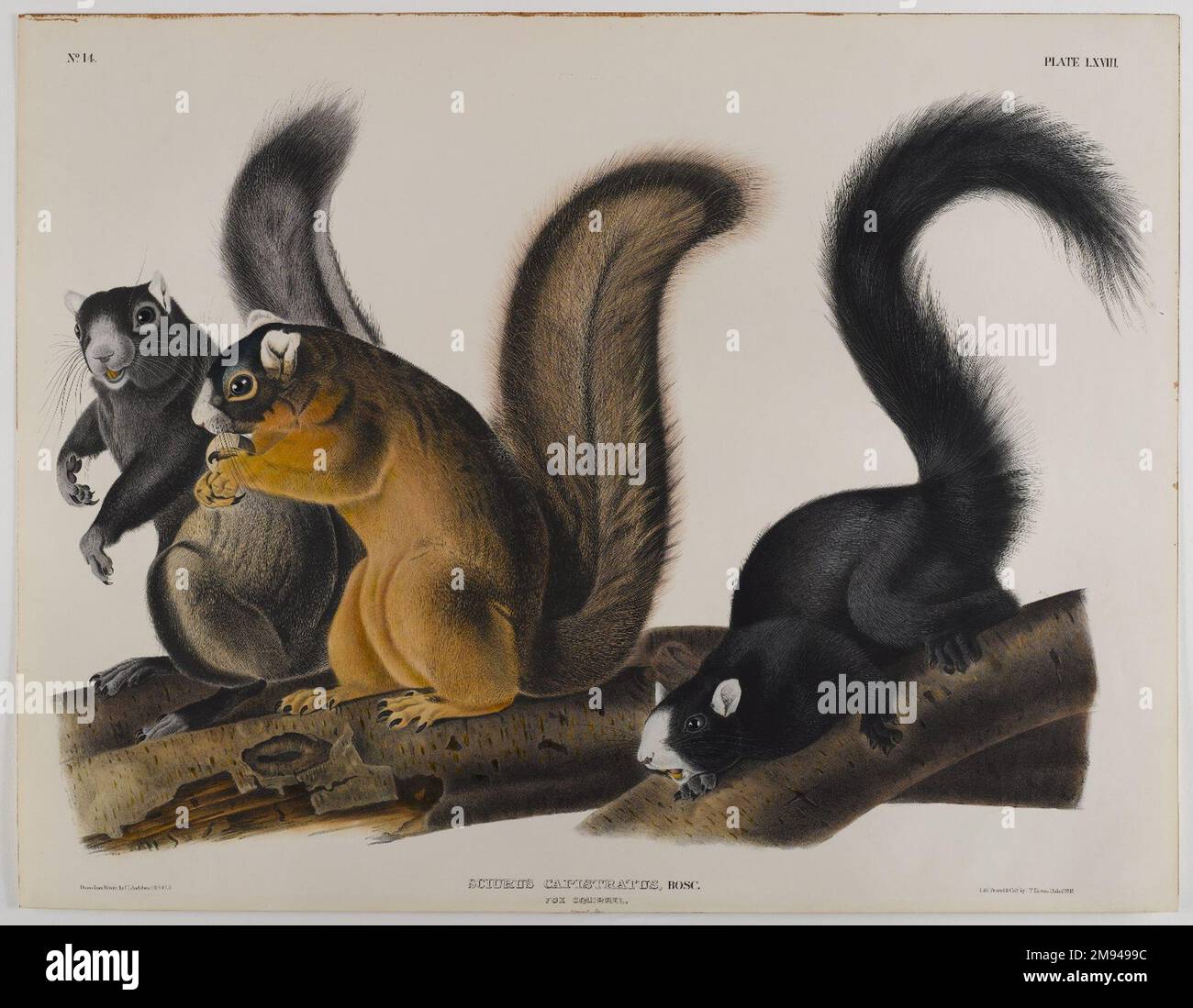Fox Squirrel John James Audubon (American, born Haiti, 1785-1851 ...