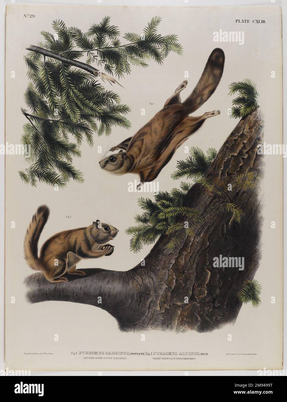 Severn River Flying Squirrel-Rocky Mountain Flying Squirrel John James ...