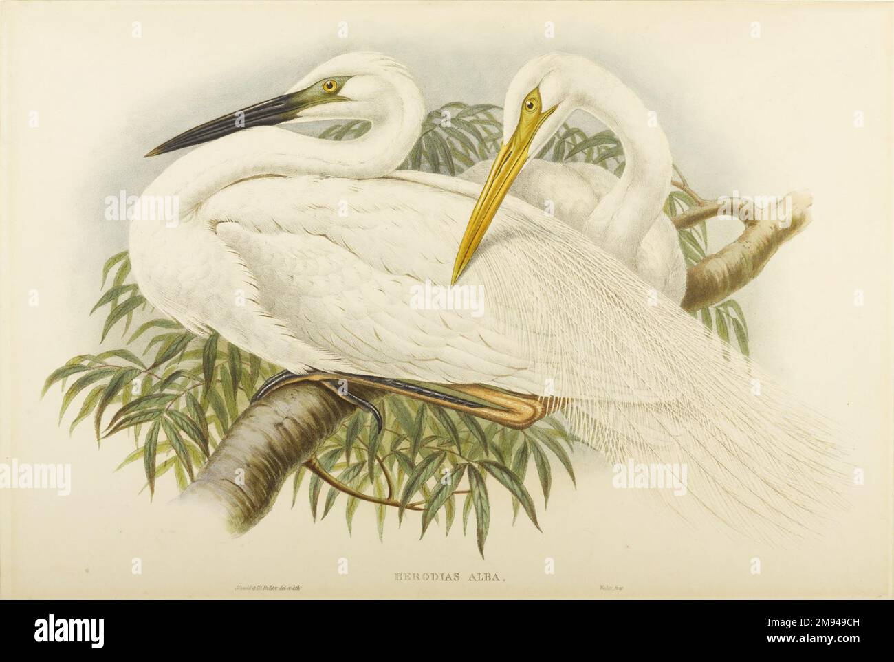 Herodias Alba - Great White Egret or Heron John Gould (British, 1804 ...