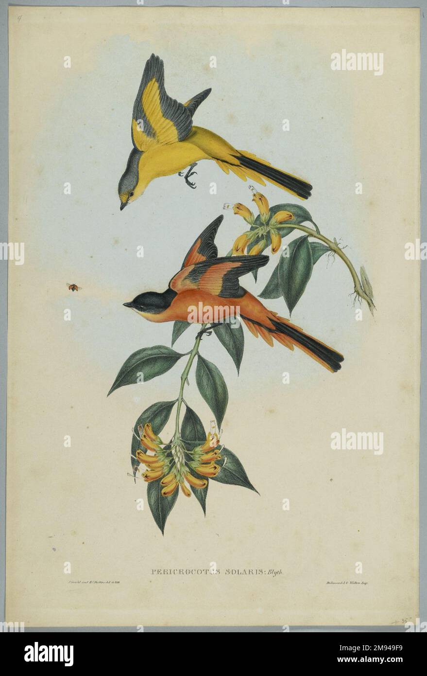 Pericrocotus, Solaris John Gould (British, 1804-1881).. Lithograph on ...