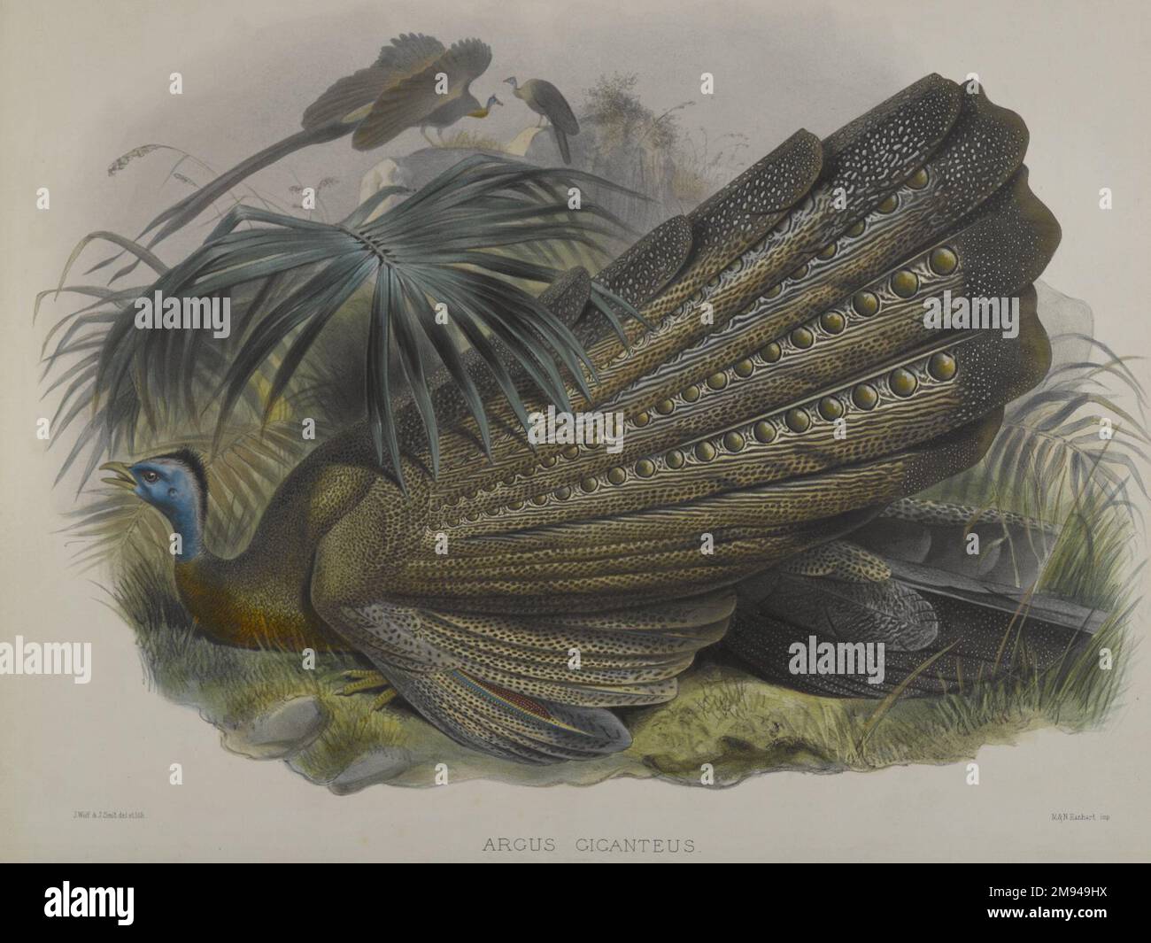 Argus Giganteus: Great Argus Pheasant John Gould (British, 1804-1881 ...