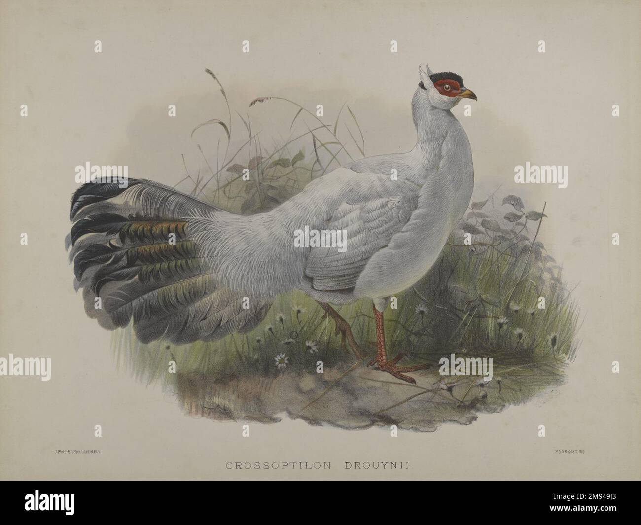 Crossoptilon Drouynii Daniel Giraud Elliott (American, 1835-1915 ...