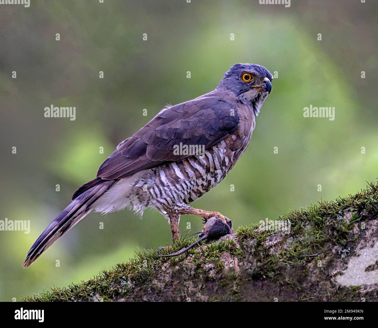 Hunter and Prey The Crested Goshawk Stock Photo - Alamy