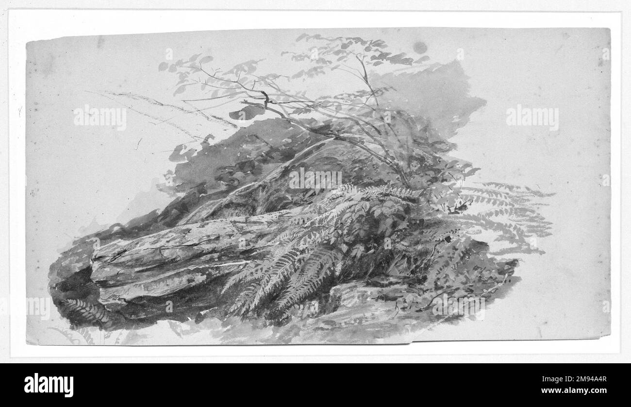 Mossy Rocks and Ferns William Trost Richards (American, 1833-1905 ...