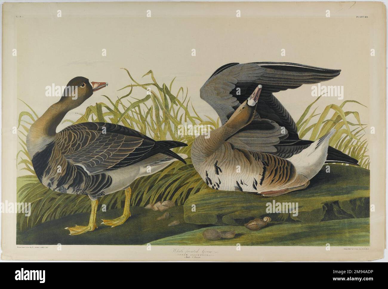 White-fronted Goose John James Audubon (American, born Haiti, 1785-1851 ...