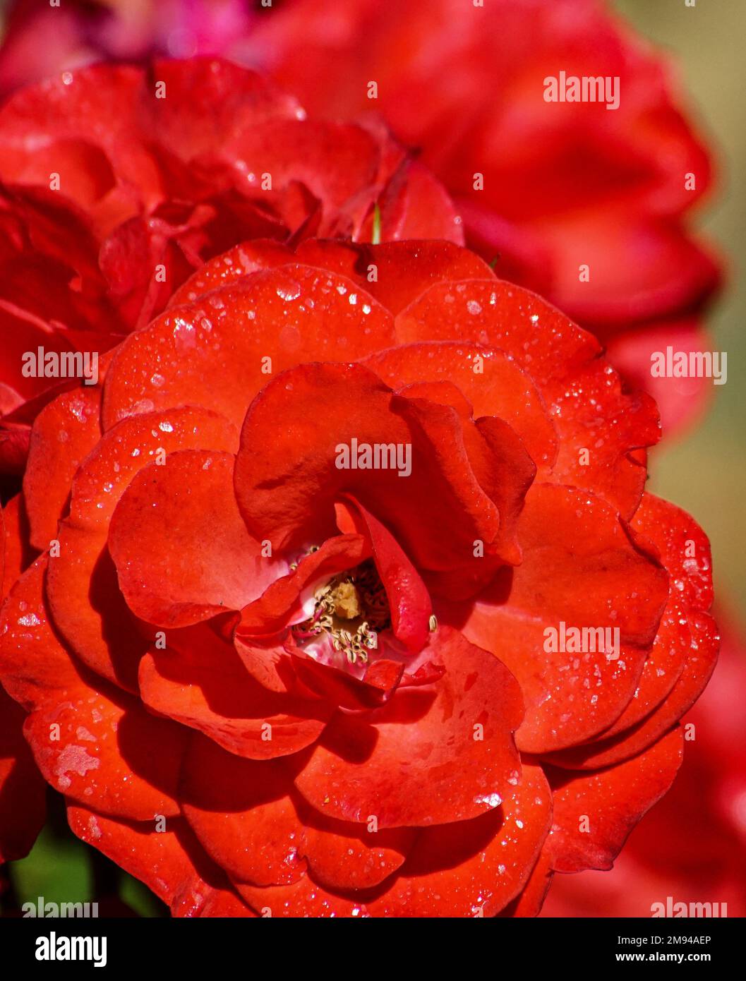 Wet red rose hi-res stock photography and images - Alamy