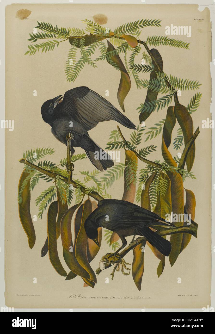 Fish Crow John James Audubon (American, born Haiti, 1785-1851). , 1861 ...