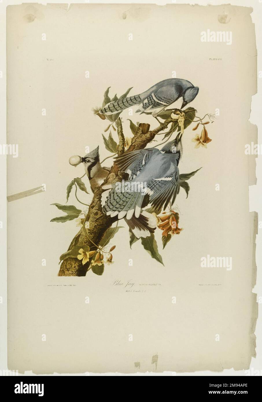 Blue Jay John James Audubon (American, born Haiti, 1785-1851). , 1861 ...