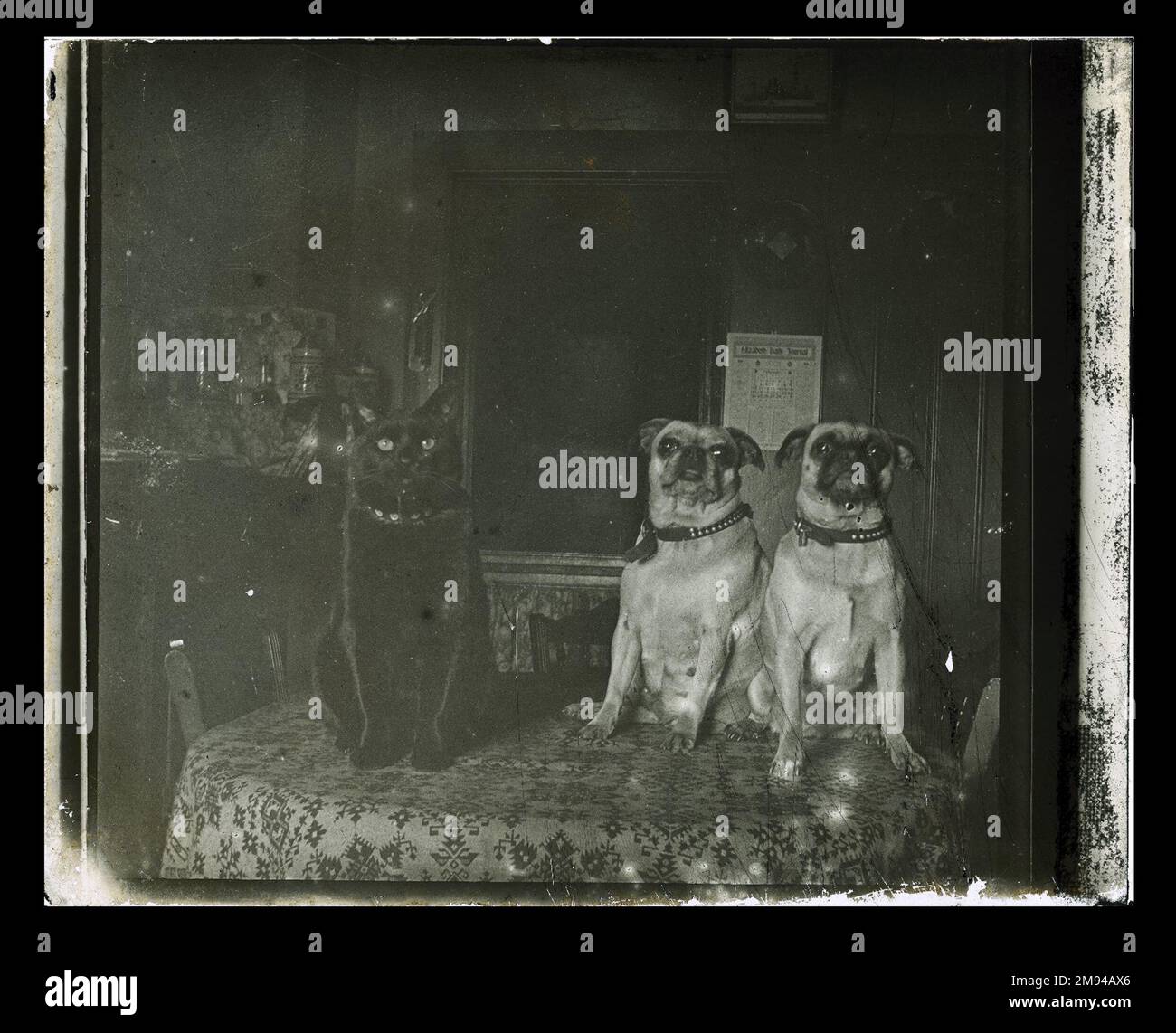 Friendly Enemies, Dog and Cat, Flatbush Daniel Berry Austin (American ...