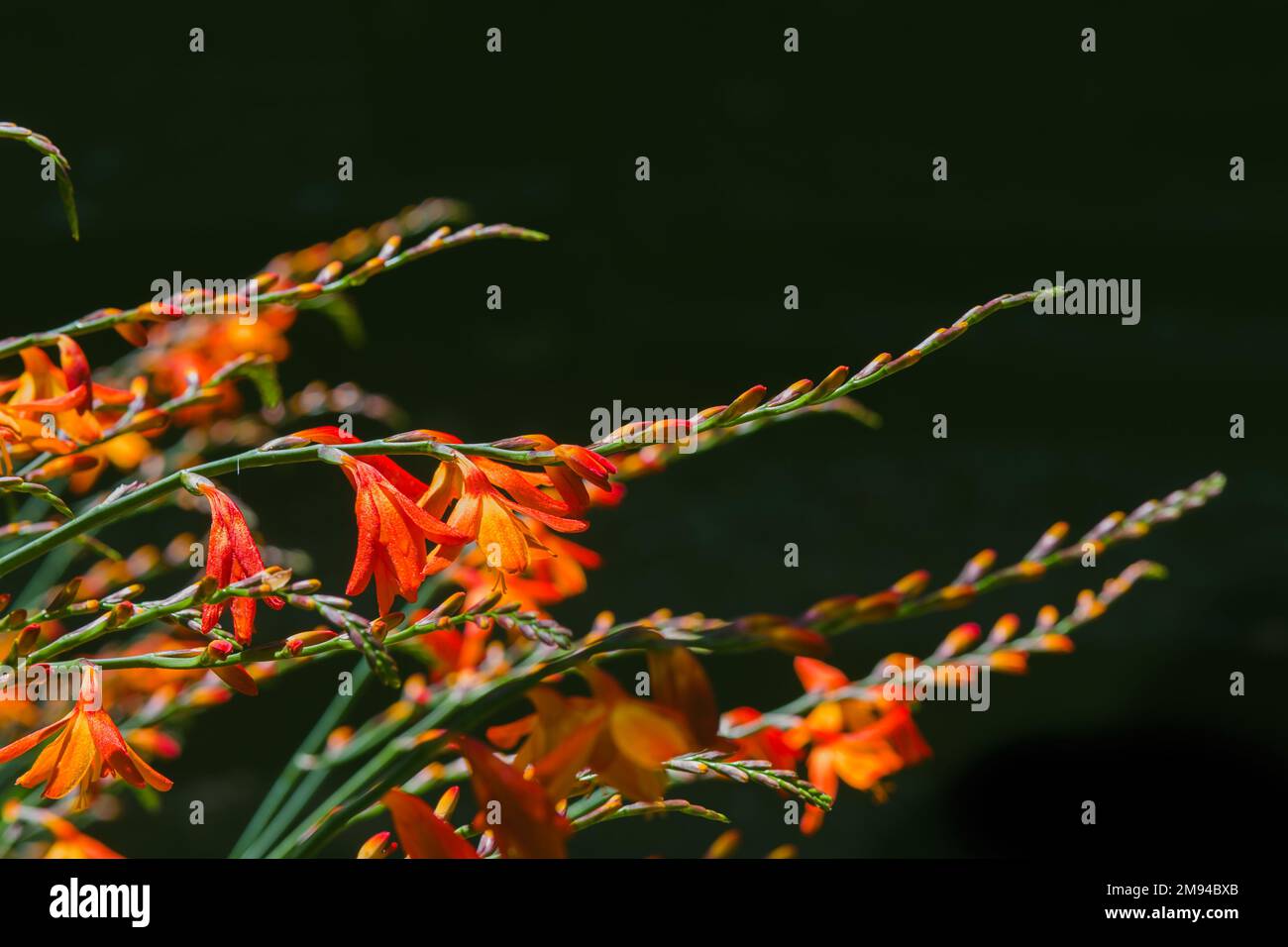 Red Orange Crocosmia Plants at the Botanical Gardens, Golden Gate Park ...