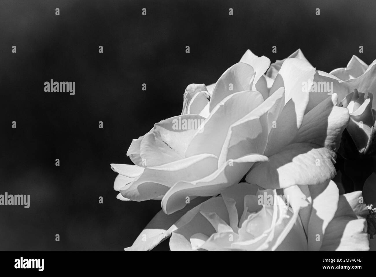 Flower covered garden Black and White Stock Photos & Images - Alamy