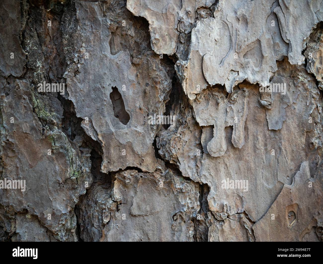 Fissured texture hi-res stock photography and images - Alamy
