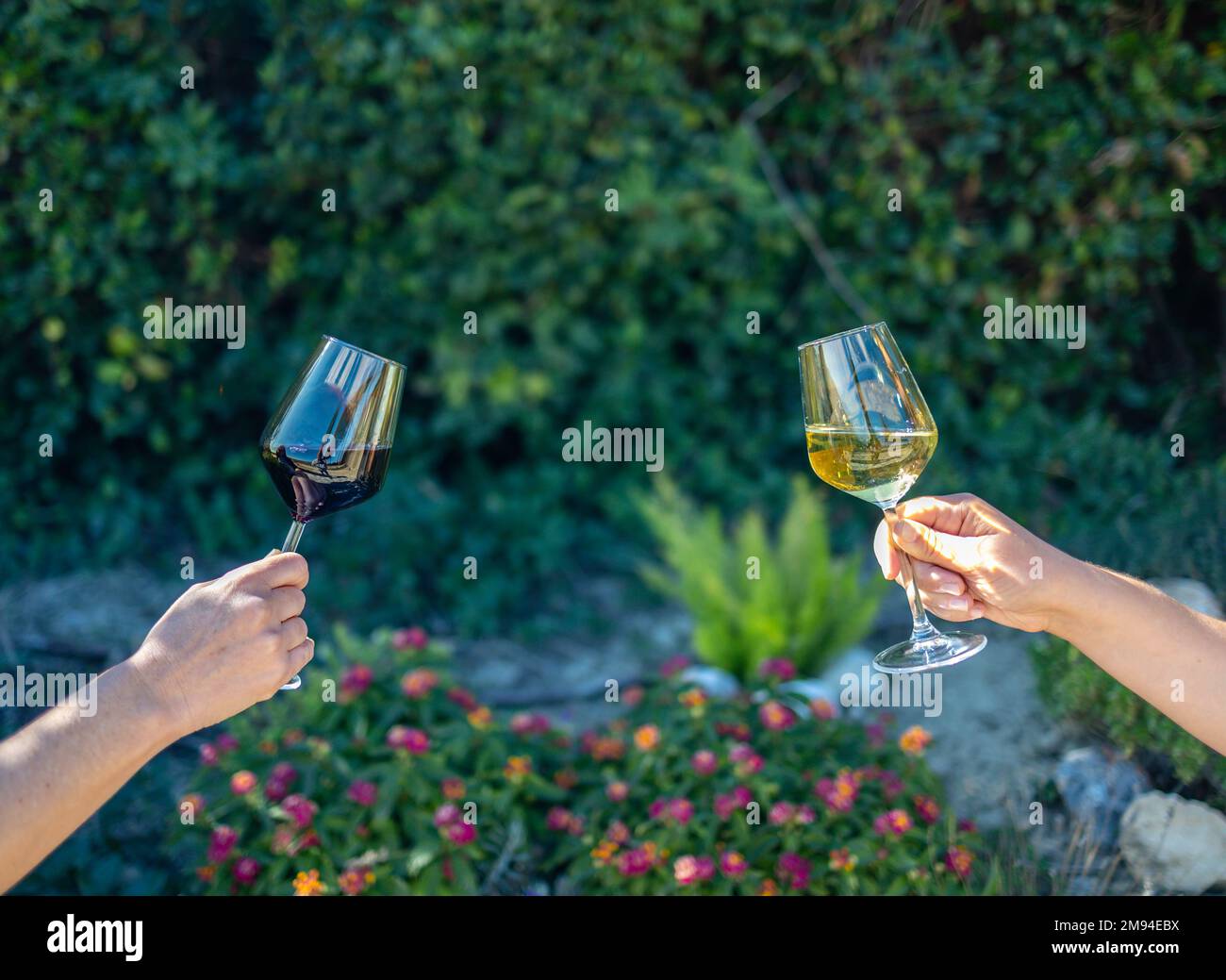 A closeup of cheering with wine glasses Stock Photo - Alamy