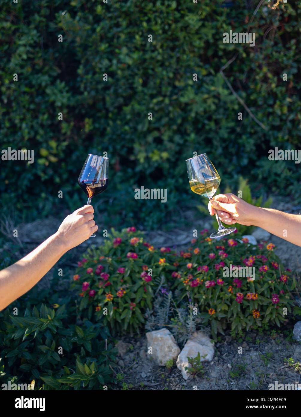 A closeup of cheering with wine glasses Stock Photo - Alamy