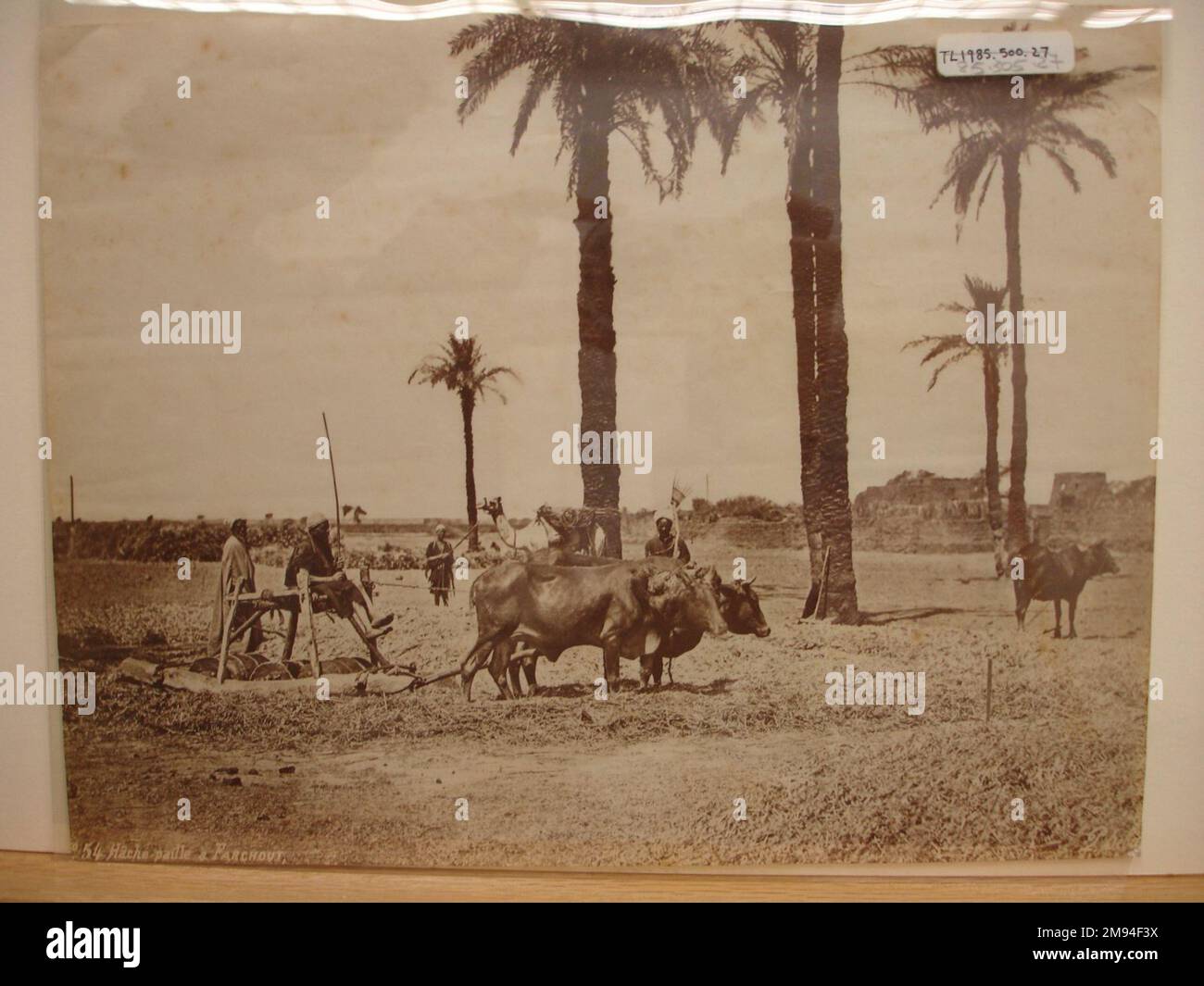 Agricultural Scene; Men with Gamoussa, Egypt Pascal Sébah (Turkish ...