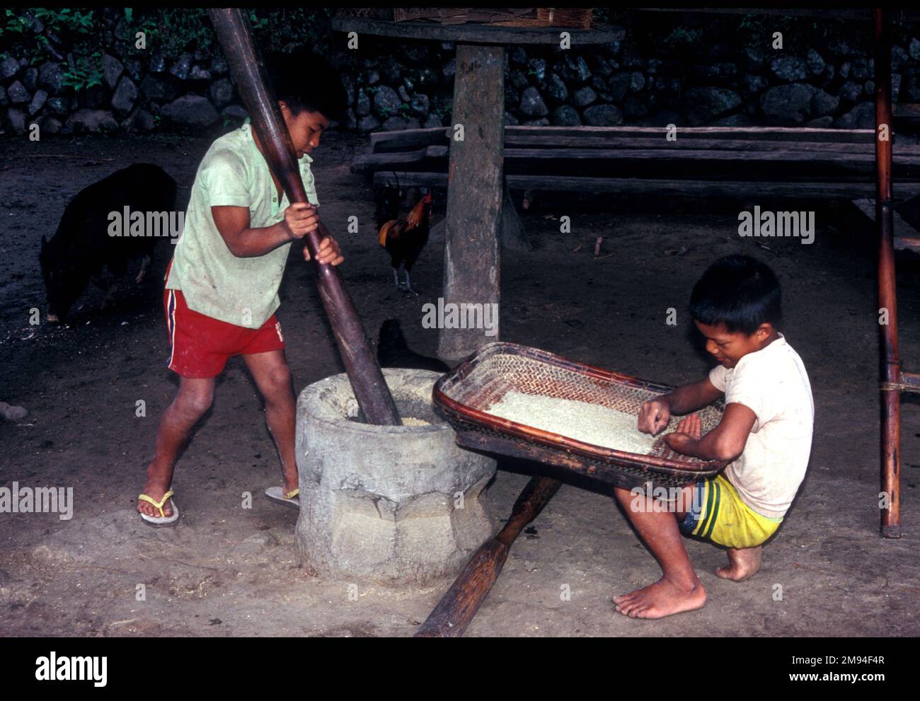 Two young boys sifting rice on the family farm, Banue, Philippines ...