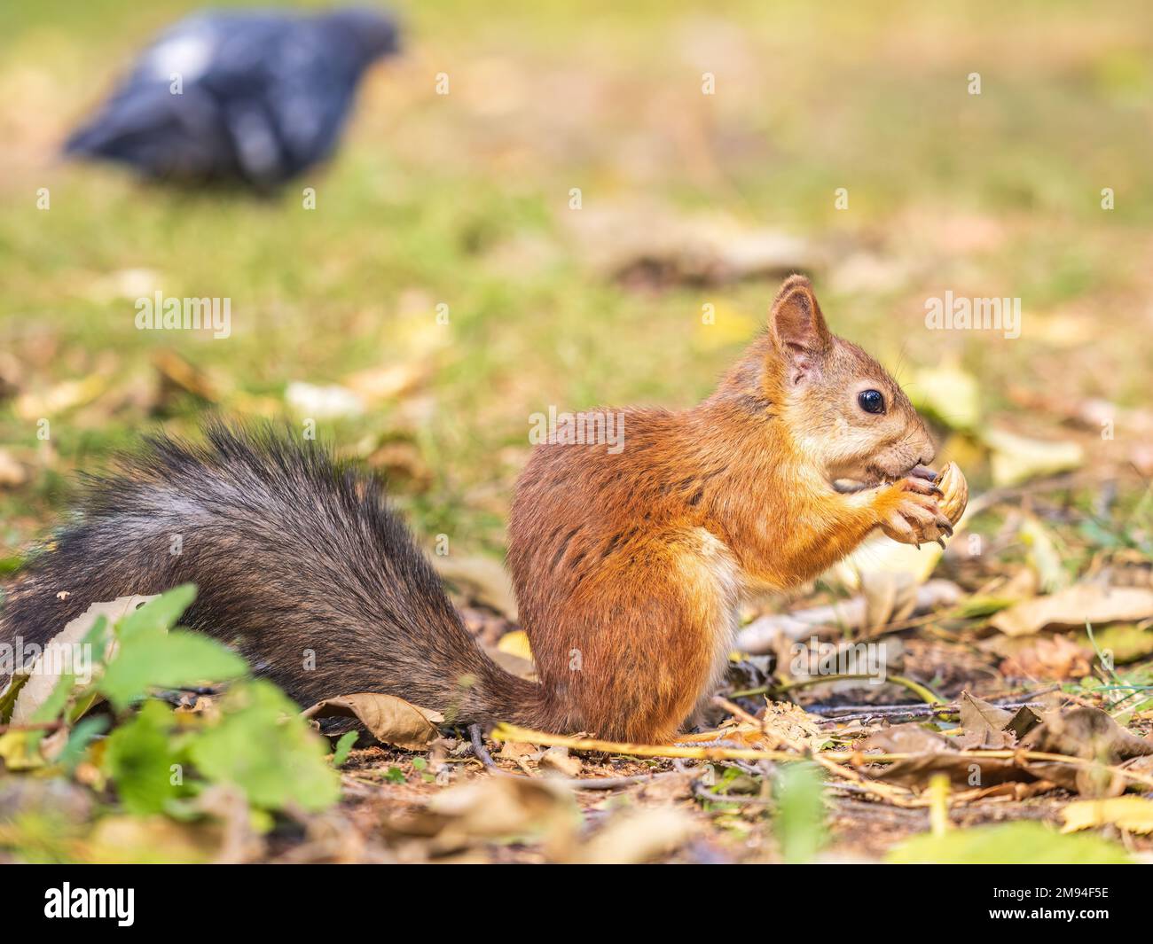 Squirrel with nut sits on green grass with fallen yellow leaves in ...