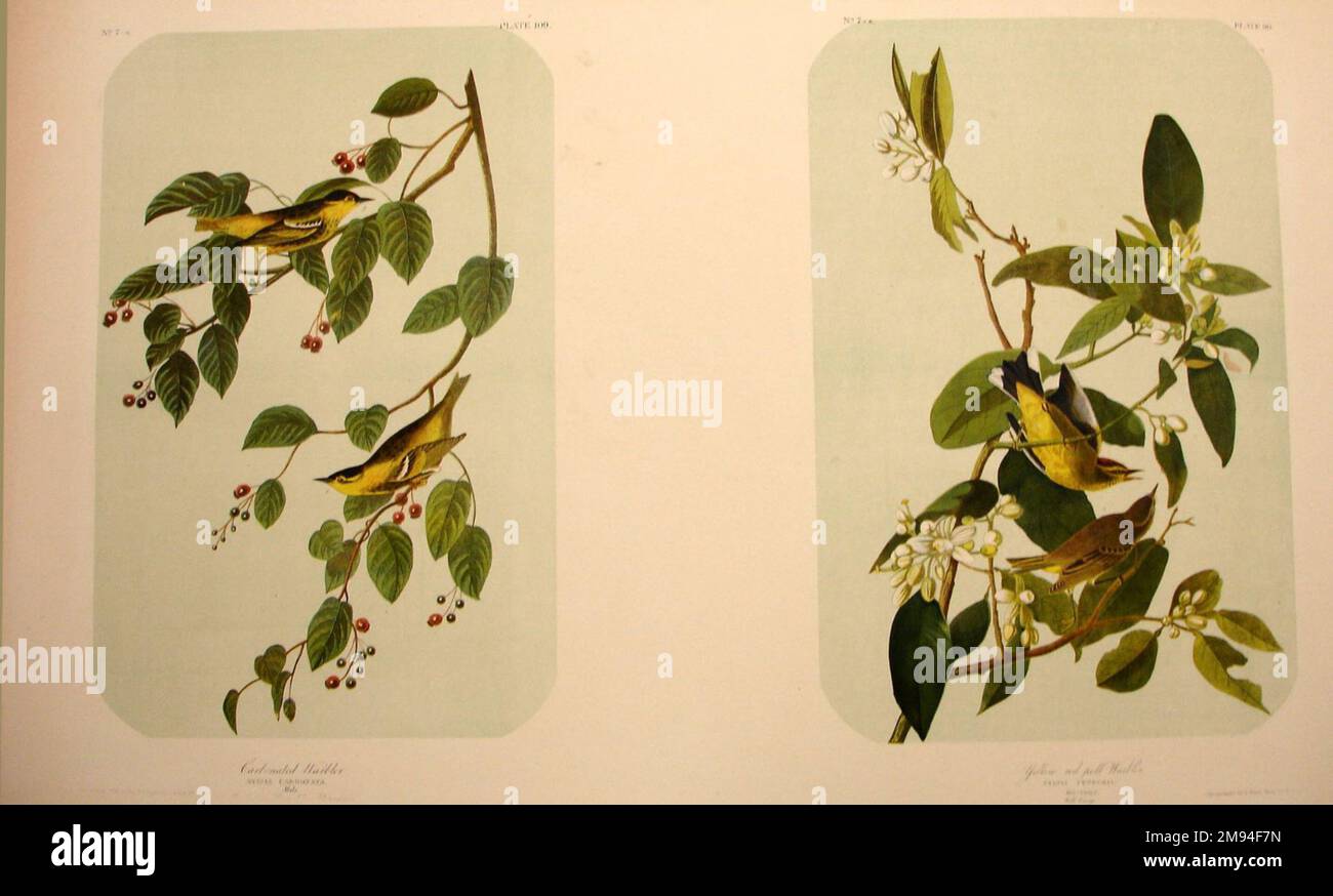 Carbonated Warbler and Yellow-and-Red Poll Warbler John James Audubon ...
