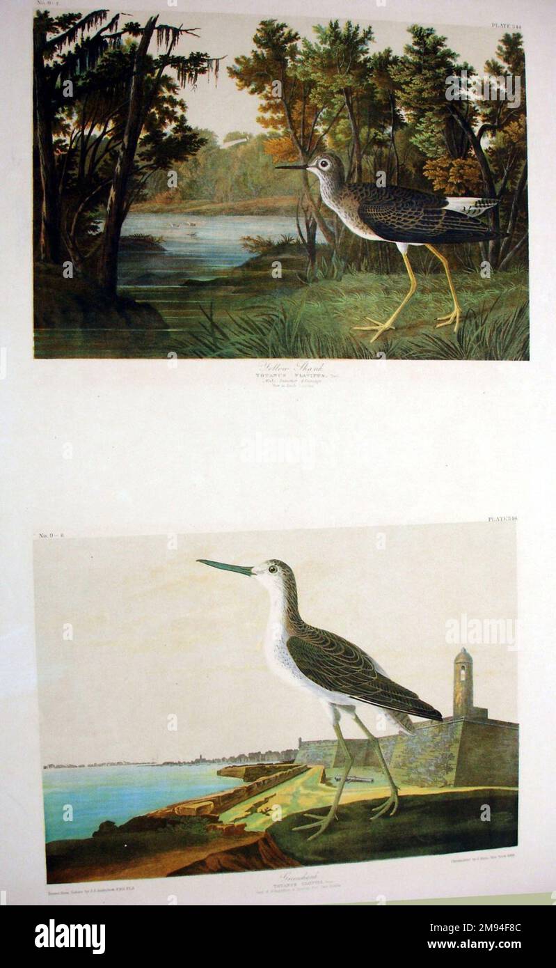 Yellow Shank and Green Shank John James Audubon (American, born Haiti ...