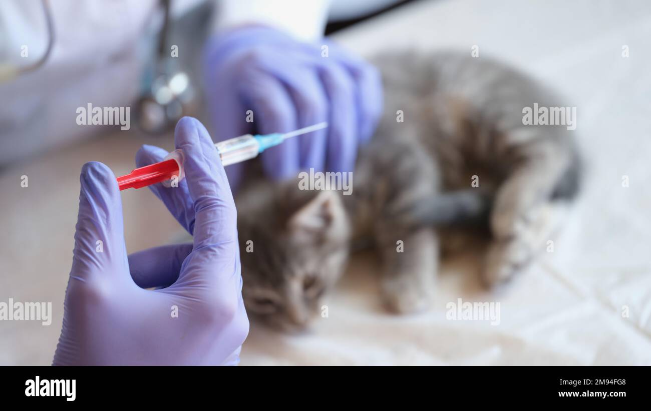Cat injection hi-res stock photography and images - Alamy