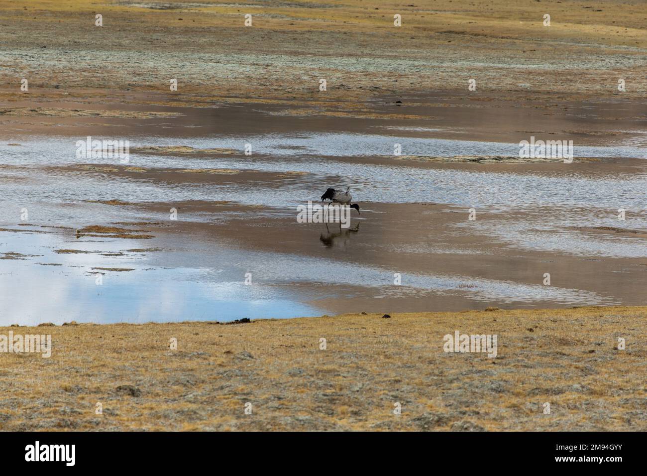 A black-necked crane on the wetlands of Ritu in Tibet, China Stock ...