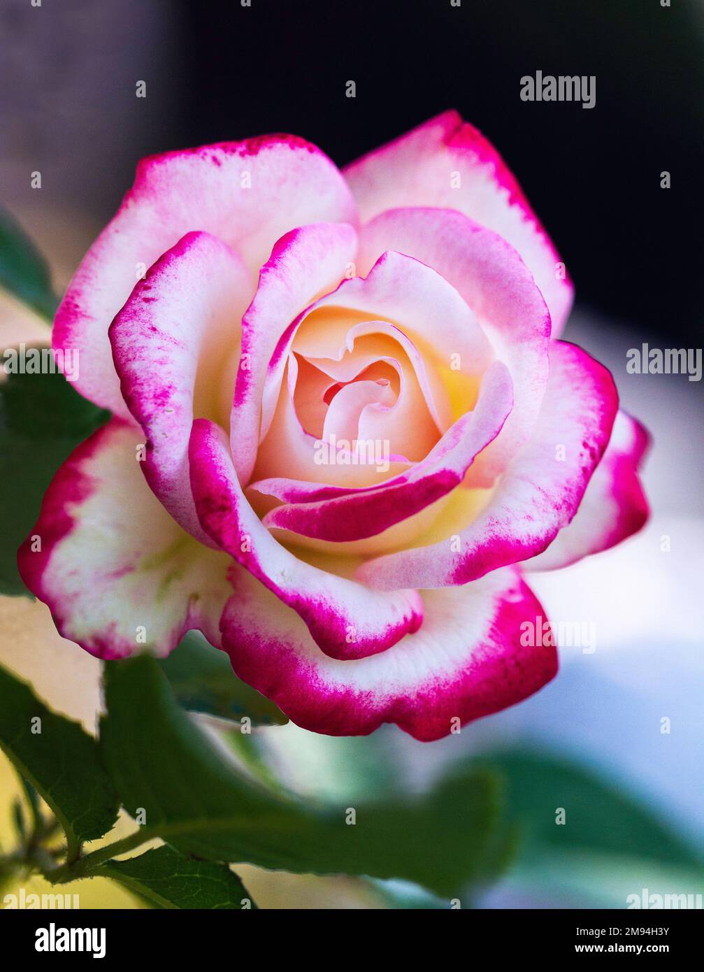 Close up of the Cherry Parfait Grandiflora red and white rose from ...