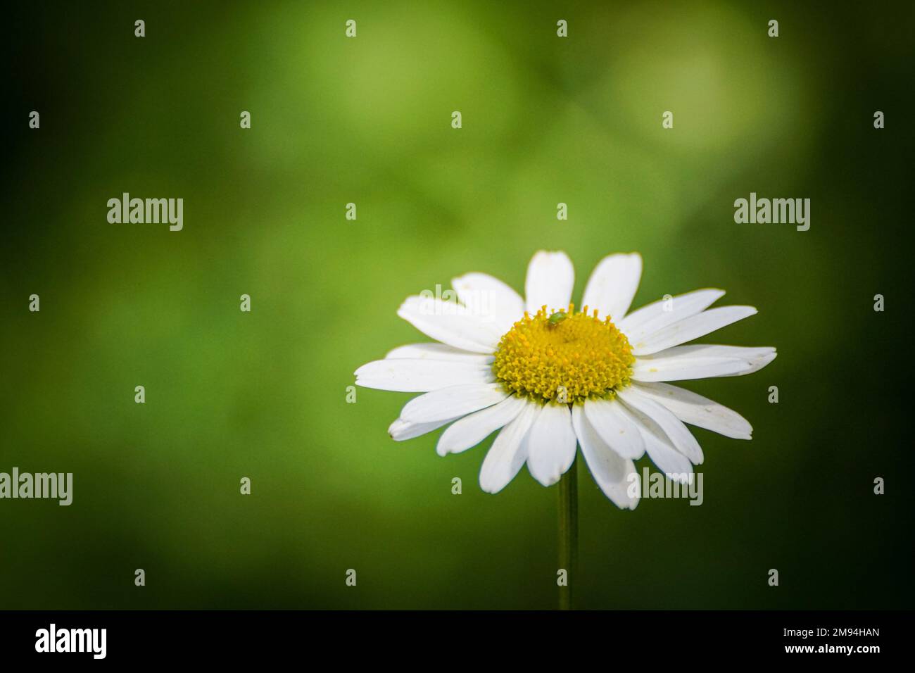 Close up of a white daisy flower Stock Photo - Alamy