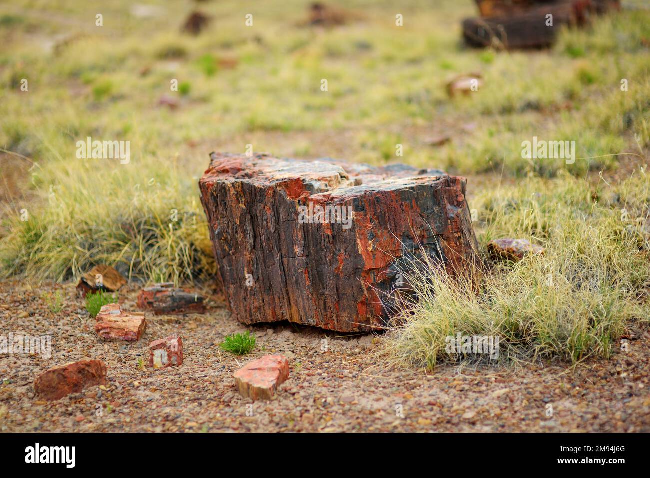 Stunning petrified wood in the Petrified Forest National Park, Arizona ...