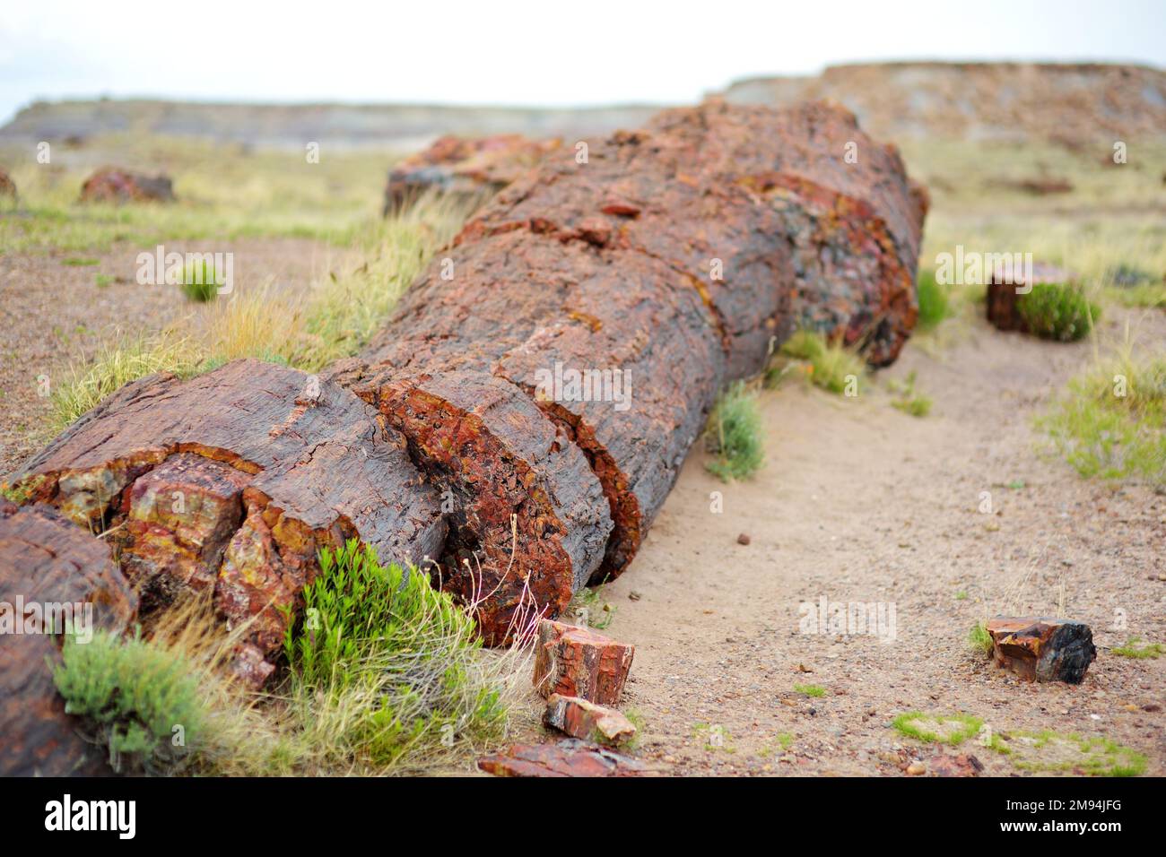 Stunning petrified wood in the Petrified Forest National Park, Arizona ...